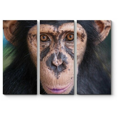 Модульная картина Очаровательный шимпанзе120x86