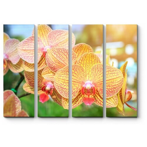 Модульная картина Тайская орхидея 160x120