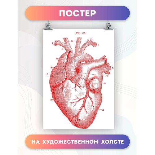 Постер на холсте анатомия сердца биология (2) 50х70 см