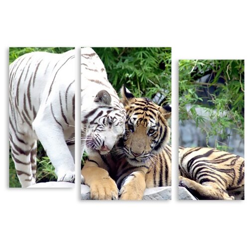 Модульная картина на холсте "Тигры" 90x61 см