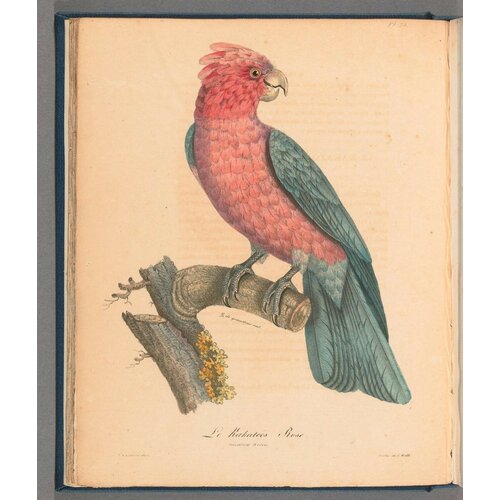Розовый какаду, птицы постер 20 на 30 см, шнур-подвес в подарок