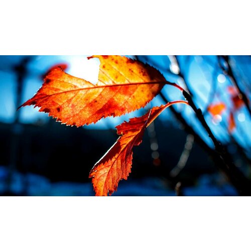 Картина на холсте 60x110 Альянс Лес "Листья природа осень" на подрамнике / интерьер/ декор