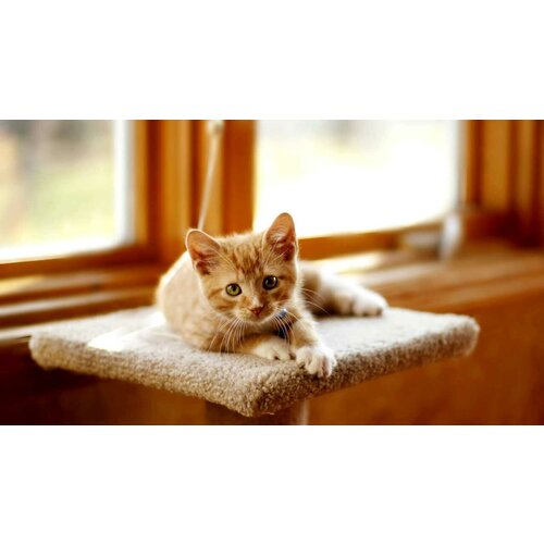 Картина на холсте 60x110 LinxOne "Кот лежит взгляд рыжий котенок" интерьерная для дома / на стену / на кухню / с подрамником