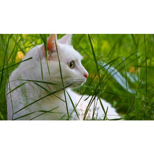Картина на холсте 110x60 LinxOne "В котик траве" интерьерная для дома / на стену / на кухню / с подрамником