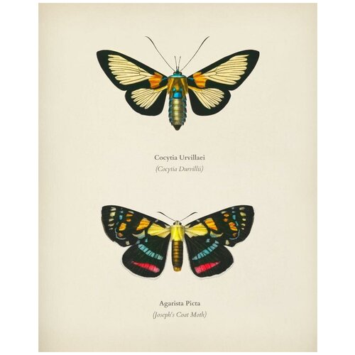 Постер / Плакат / Картина Бабочки - Дуэт разноцветных бабочек 60х90 см в подарочном тубусе