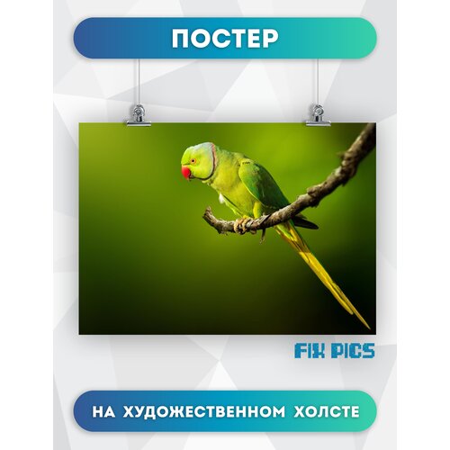 Постер на холсте Попугай (16) 50х70 см