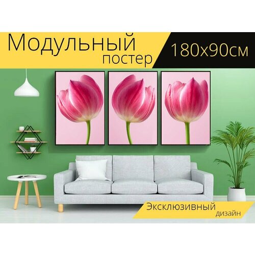 Модульный постер "Тюльпаны, розовые тюльпаны, цветы" 180 x 90 см. для интерьера