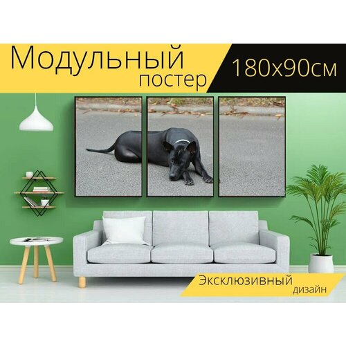 Модульный постер "Тайский риджбек, риджбек, молодая собака" 180 x 90 см. для интерьера