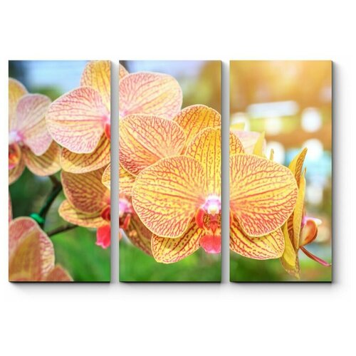 Модульная картина Тайская орхидея 80x57