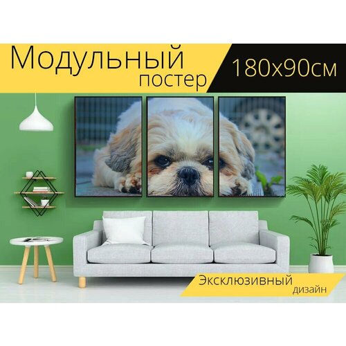Модульный постер "Собака, ши тцу, домашнее животное" 180 x 90 см. для интерьера
