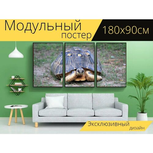 Модульный постер "Черепаха, рептилия, зоопарк" 180 x 90 см. для интерьера