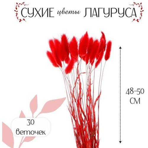 Сухие цветы лагуруса, набор 30 шт, цвет красный