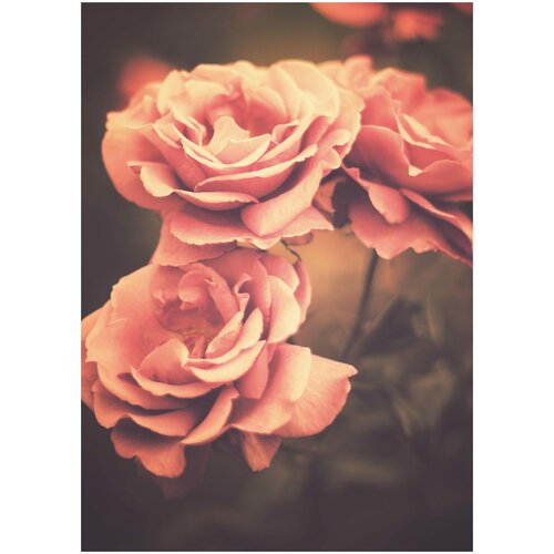 Постер / Плакат / Картина Винтажные розы 50х70 см в подарочном тубусе