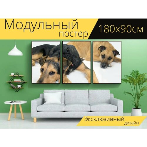 Модульный постер "Черный рот дворняжка, спасательных собак, шепард" 180 x 90 см. для интерьера