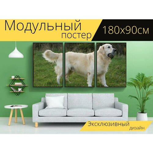 Модульный постер "Собака, ретривер, золотистый ретривер" 180 x 90 см. для интерьера