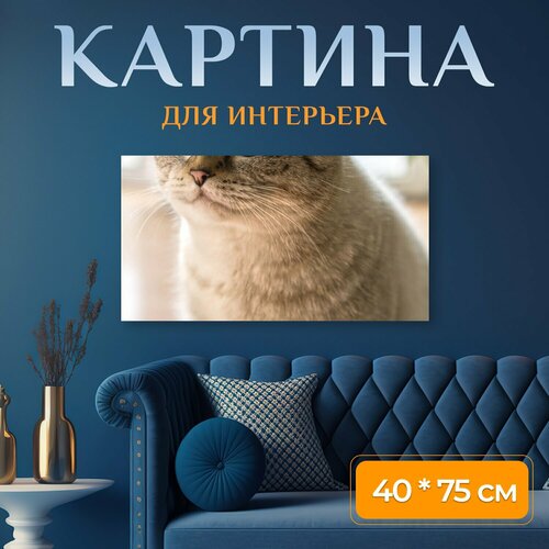 Картина на холсте "Шотландская вислоухая, кошка, домашний питомец" на подрамнике 75х40 см. для интерьера