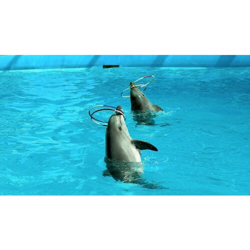 Картина на холсте 60x110 LinxOne "Дельфины дельфинарий артисты обруч" интерьерная для дома / на стену / на кухню / с подрамником