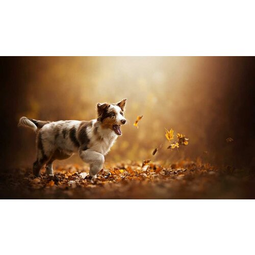 Картина на холсте 60x110 LinxOne "Собачка Akela щенок осень" интерьерная для дома / на стену / на кухню / с подрамником