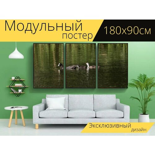 Модульный постер "Лысуха, озеро, ва" 180 x 90 см. для интерьера