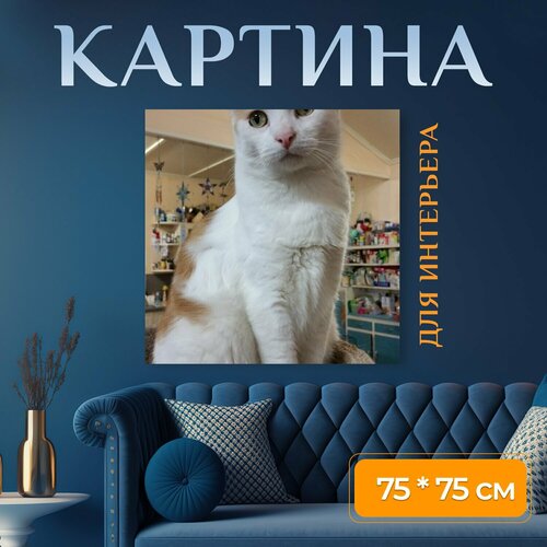 Картина на холсте "Кошка, кошачий, животное" на подрамнике 75х75 см. для интерьера