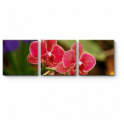 Модульная картина Невероятно красивая тропическая орхидея 190x63