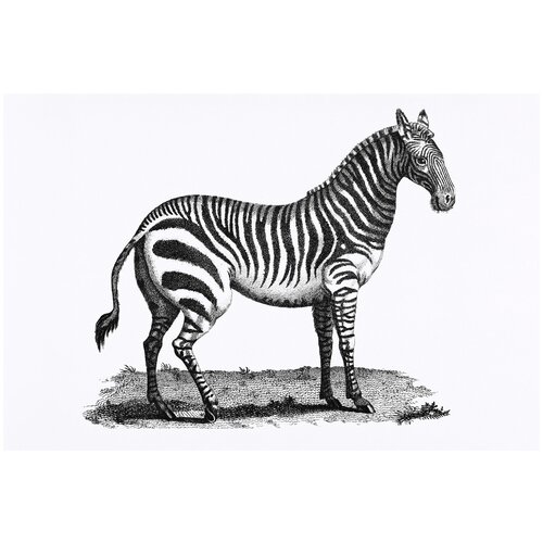 Постер / Плакат / Картина Черно-белая зебра 40х50 см в раме