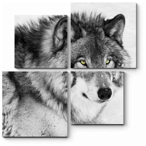 Модульная картина Черно-белый портрет волка 180x180
