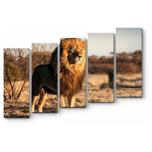 Модульная картина Одинокий лев 220x154