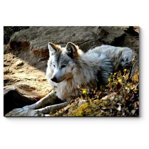 Модульная картина Гималайский волк 80x53