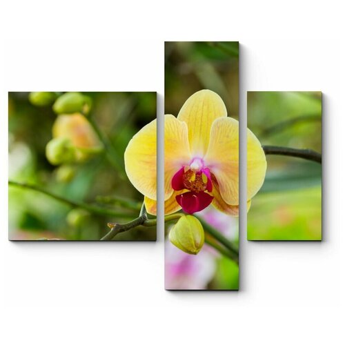 Модульная картина Тропическая орхидея, цветущая в летнем саду 90x74