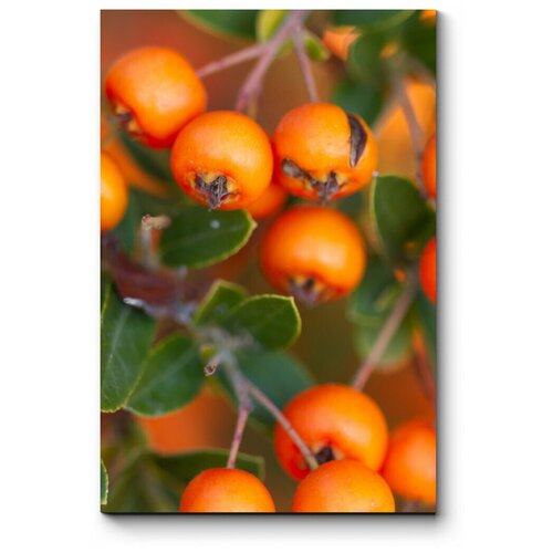 Модульная картина Спелые ягоды рябины 50x75