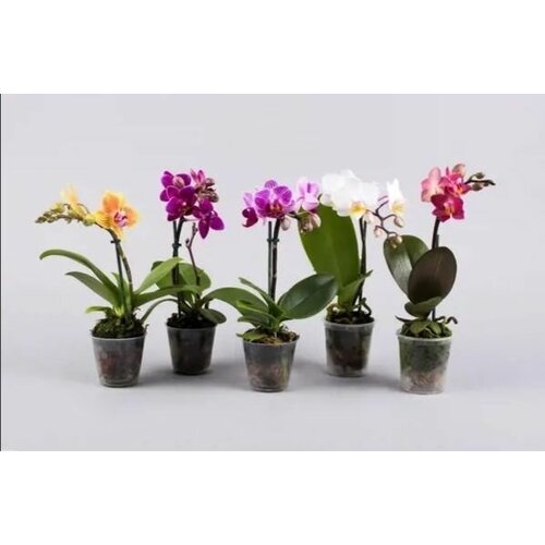 Орхидея фаленопсис микс 5
