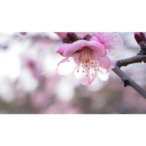 Картина на холсте 60x110 LinxOne "Ветка макро сакура весна цветение" интерьерная для дома / на стену / на кухню / с подрамником