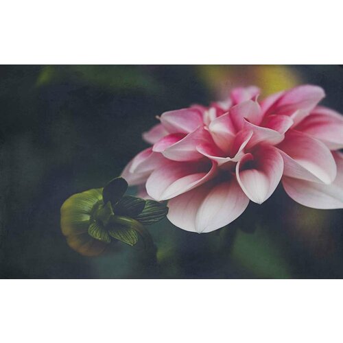 Картина на холсте 60x110 LinxOne "Георгин, цветок, лепестки, листья, розовый, макро" интерьерная для дома / на стену / на кухню / с подрамником