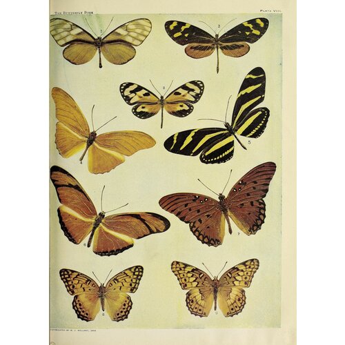 Чешуекрылые, бабочки постер 20 на 30 см, шнур-подвес в подарок