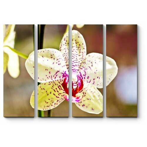 Модульная картина Тигровая орхидея 140x105