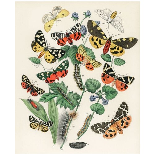 Постер / Плакат / Картина Бабочки - Пёстрые бабочки 90х120 см в подарочном тубусе