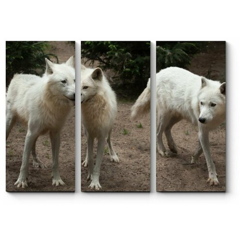 Модульная картина Величественные волки 120x86