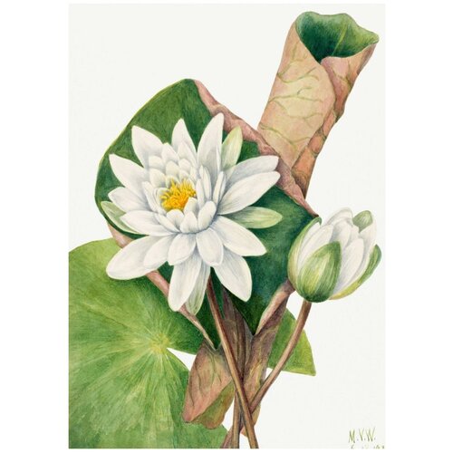 Постер / Плакат / Картина Дикие цветы - Американская водяная лилия 40х50 см в подарочном тубусе