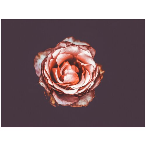 Постер / Плакат / Картина Роза на черном 50х70 см в подарочном тубусе