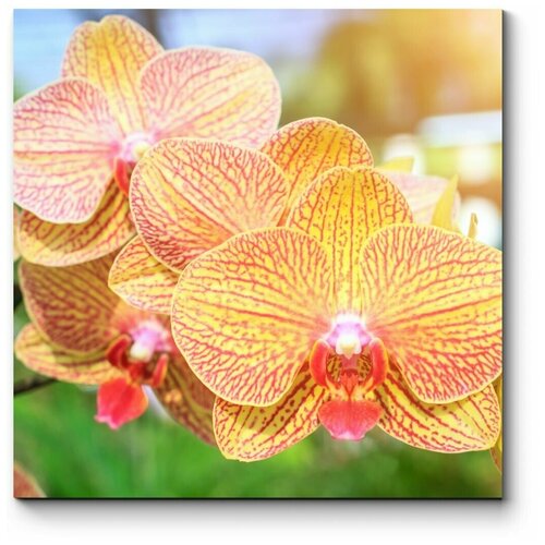 Модульная картина Тайская орхидея 80x80