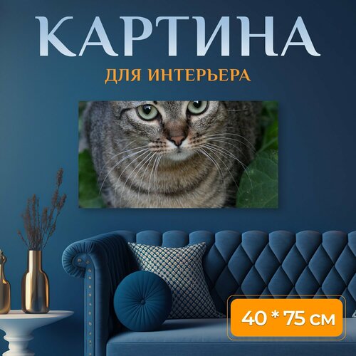 Картина на холсте "Кот, полосы, серый" на подрамнике 75х40 см. для интерьера