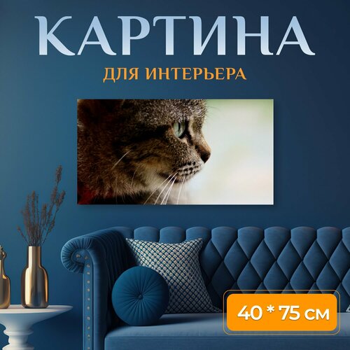 Картина на холсте "Кошка, плутать, домашний питомец" на подрамнике 75х40 см. для интерьера