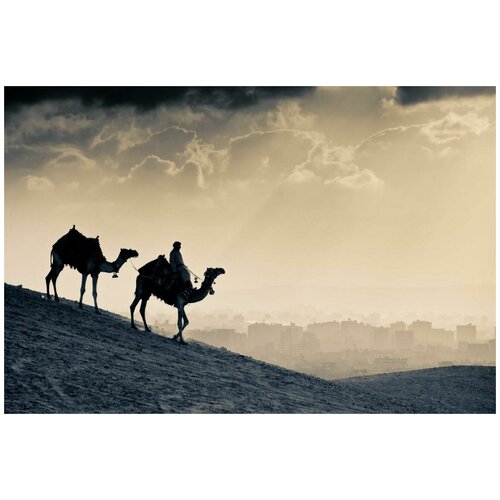 Постер / Плакат / Картина Верблюды в пустыне 40х50 см в подарочном тубусе