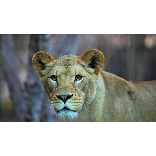 Картина на холсте 60x110 LinxOne "Лев хищник львица взгляд" интерьерная для дома / на стену / на кухню / с подрамником