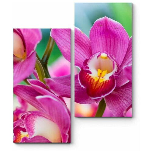 Модульная картина Тайские орхидеи, Чиангмай (Таиланд) 60x75