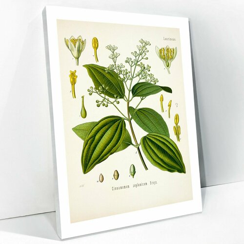 Картина Ботанические растения из иллюстраций на холсте 50х70см