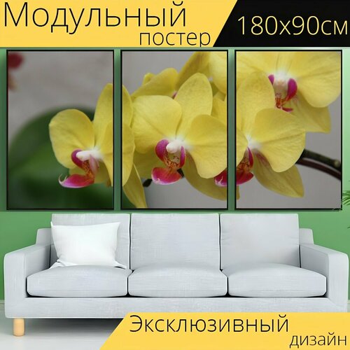 Модульный постер "Орхидеи, цветок, желтый" 180 x 90 см. для интерьера