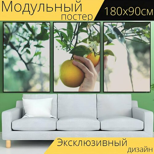 Модульный постер "Рука, сбор, апельсины" 180 x 90 см. для интерьера