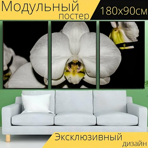 Модульный постер "Орхидея, цветок, цвести" 180 x 90 см. для интерьера